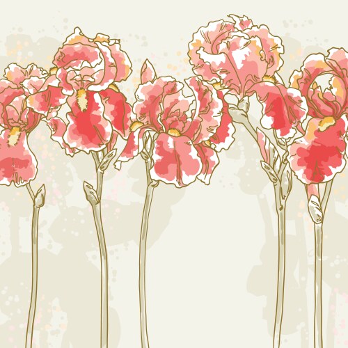 Iris Flowers Line Drawing Vector Images (over 2,300)