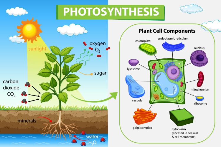 Chloroplast photosynthesis infographic elements Vector Image