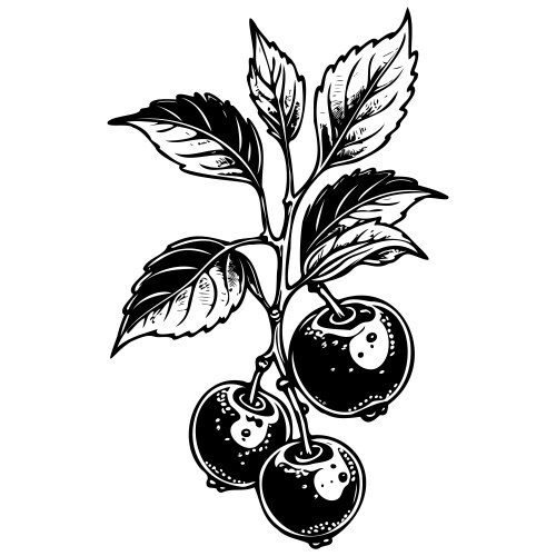 Evergreen huckleberry drawing outline cartoon Vector Image