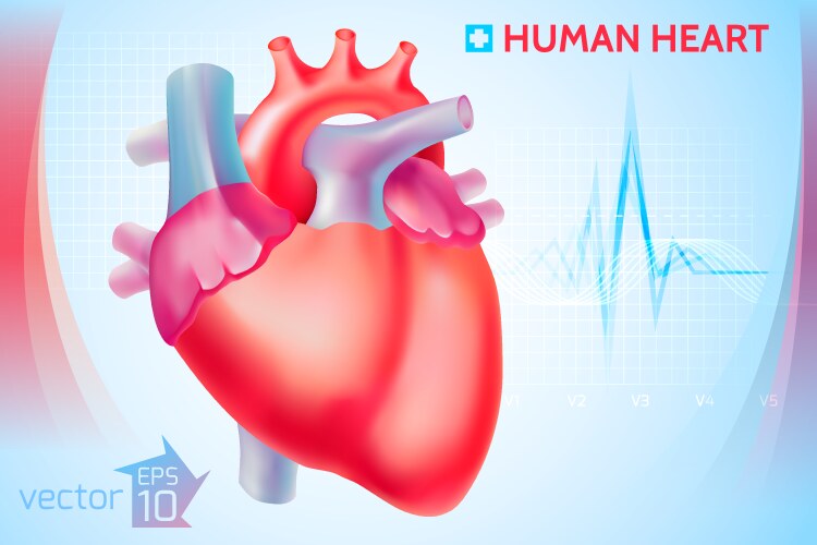 Cardiology human heart icon cartoon style Vector Image