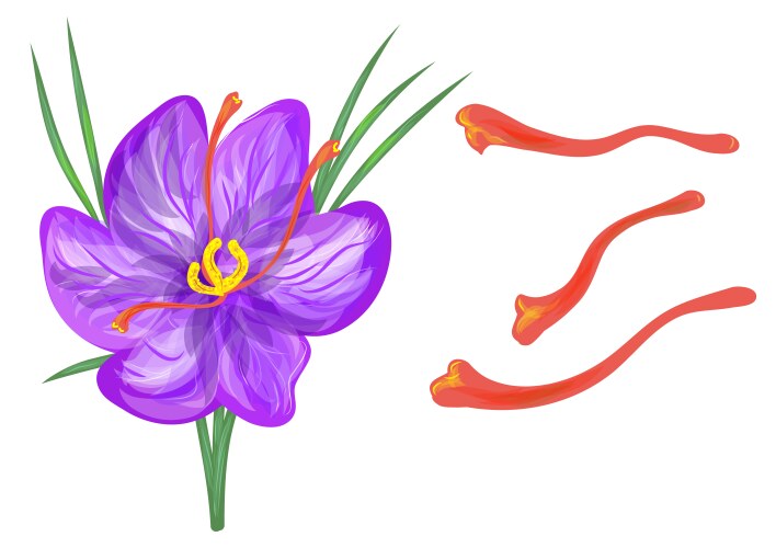 Saffron Vector Images (over 8,300)