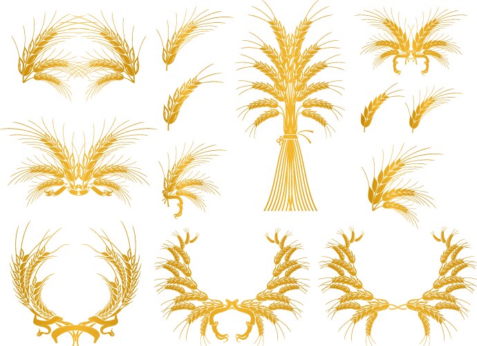 Wheat Royalty Free Vector Image - VectorStock