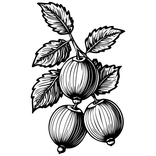 Indian Gooseberry Vector Images (over 200)