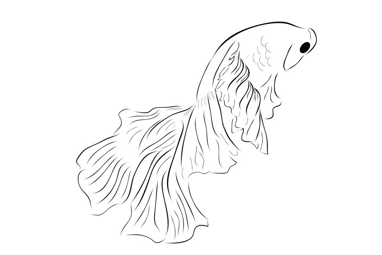 Betta or siamese fighting fish simple hand draw Vector Image