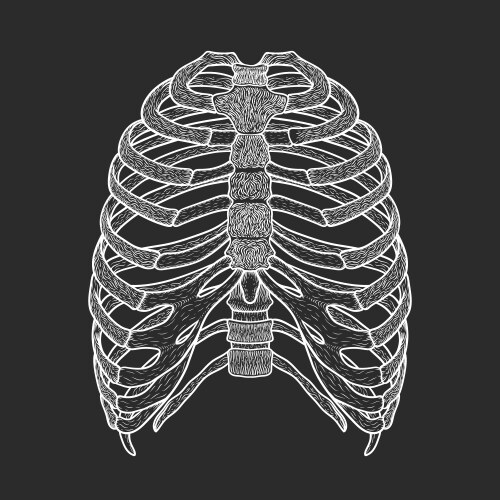Hand drawn line art human ribcage Royalty Free Vector Image