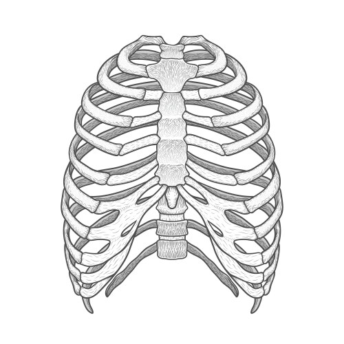 Hand drawn line art human ribcage Royalty Free Vector Image