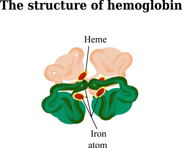 Heme Molecule Hemoglobin Vector Images (44)