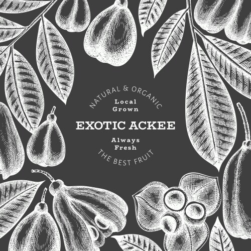 Aki Vector Images (over 200)