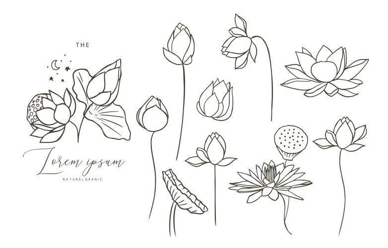 Lotus Outline Vector Images (over 16,000)
