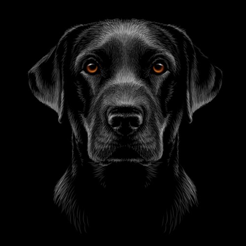 Labrador Vector Images (over 13,000)
