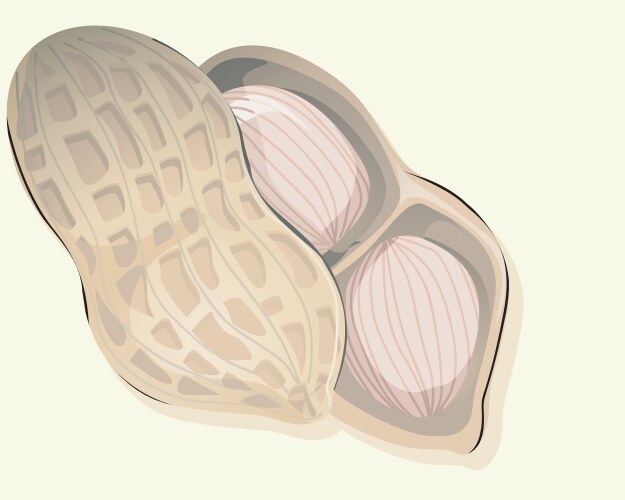 Groundnut Vector Images (over 2,400)