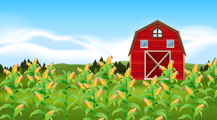 Farm scene with fresh corn Royalty Free Vector Image