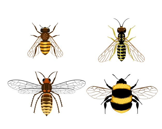 Angry Wasp Vector Images (over 410)