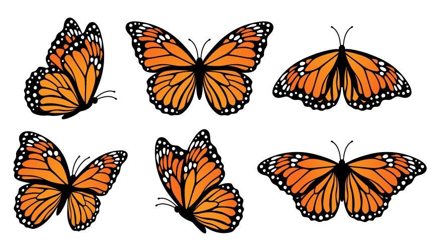 Queen Butterfly Line Drawing