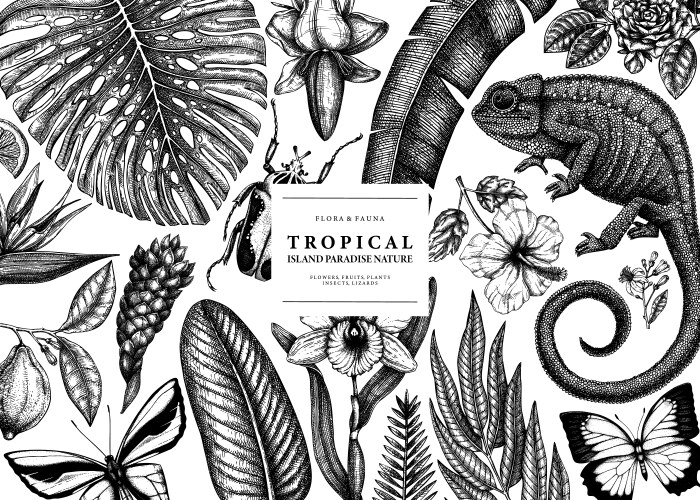 Tropical banner design frame with hand drawn Vector Image