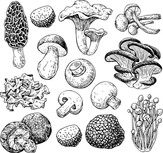 Mushroom Vector Images (over 110,000)