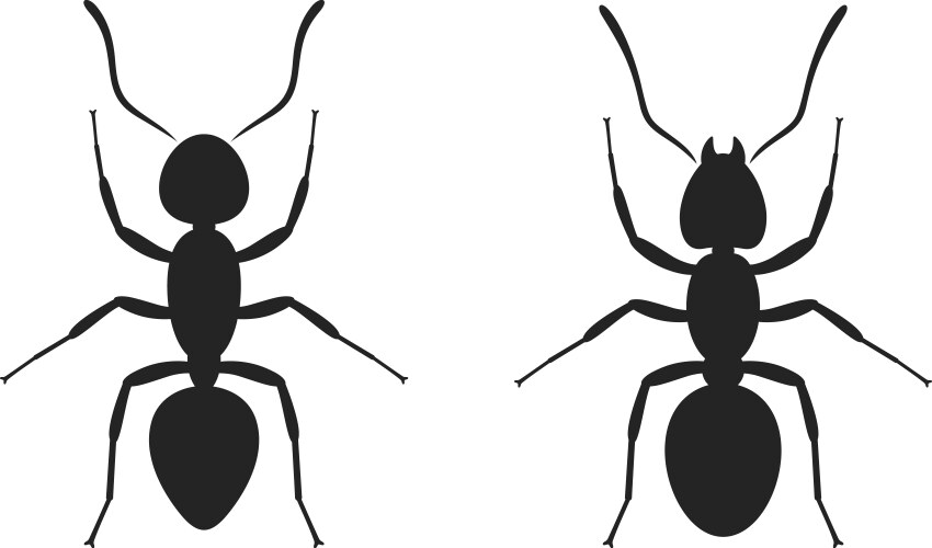 Ant insect set Royalty Free Vector Image - VectorStock