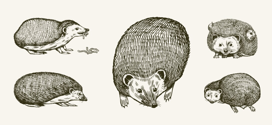 Hedgehog set spiny forest animal engraved Vector Image
