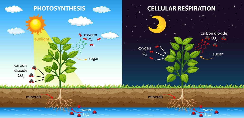 Diagram showing process photosynthesis Royalty Free Vector