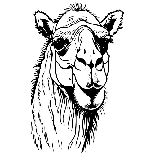Cute Camel Outline Vector Images (over 700)
