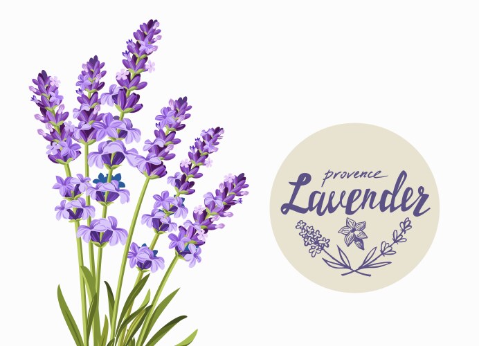 Lavender flower background Royalty Free Vector Image
