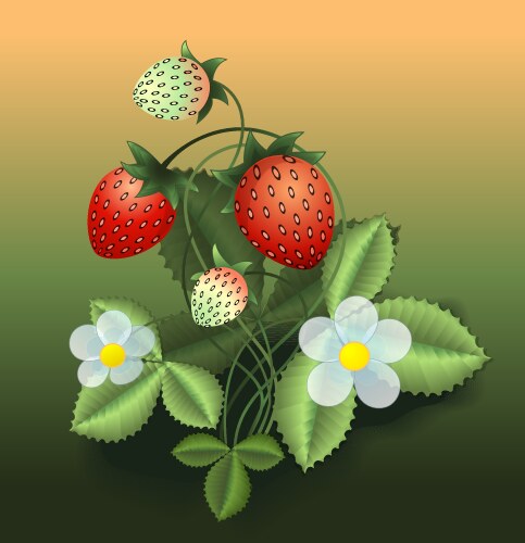 Strawberry bush Royalty Free Vector Image - VectorStock