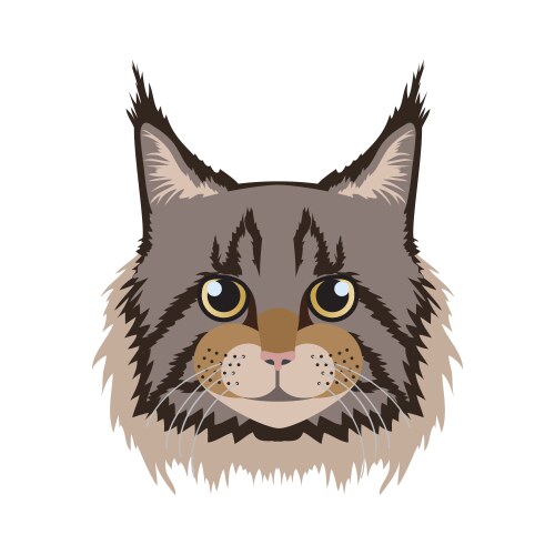 Maine coon cat face domestic kitty with typical Vector Image