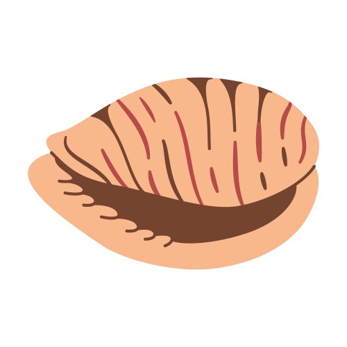 Cowrie Shell Vector Images (over 230)