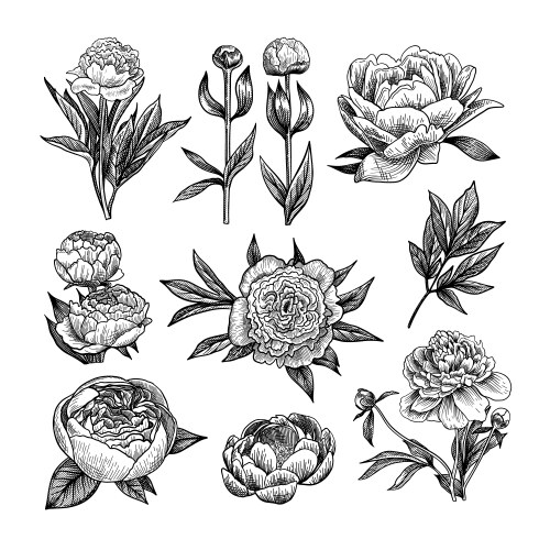 Peony Vector Images (over 33,000)