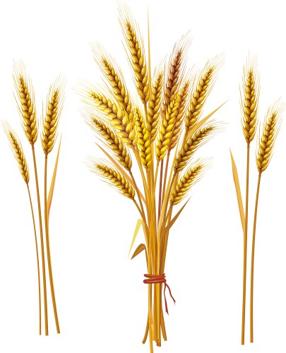 Wheat Vector Images (over 130,000)