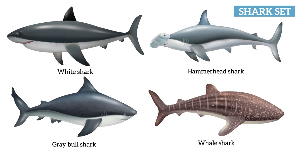 Realistic shark sea Royalty Free Vector Image - VectorStock