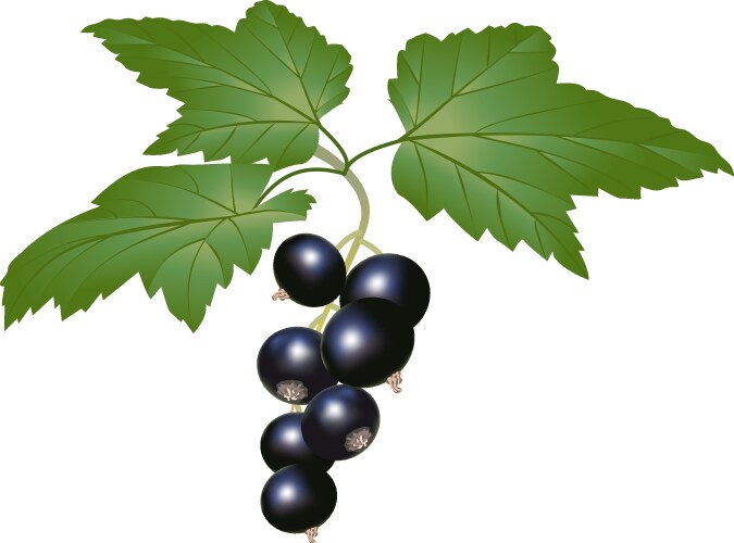 Black currant Royalty Free Vector Image - VectorStock