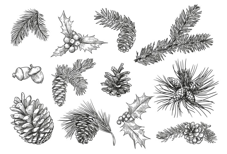 Hand drawn spruce branches and cones Royalty Free Vector