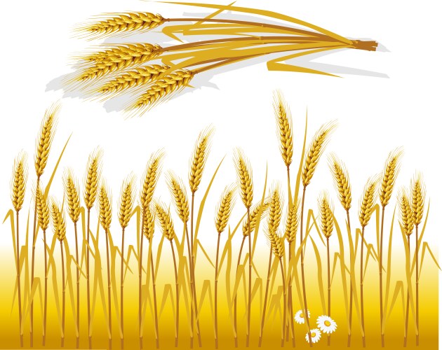 Wheat Vector Images (over 140,000)