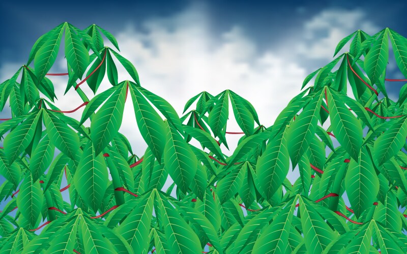 Cassava Vector Images (over 870)