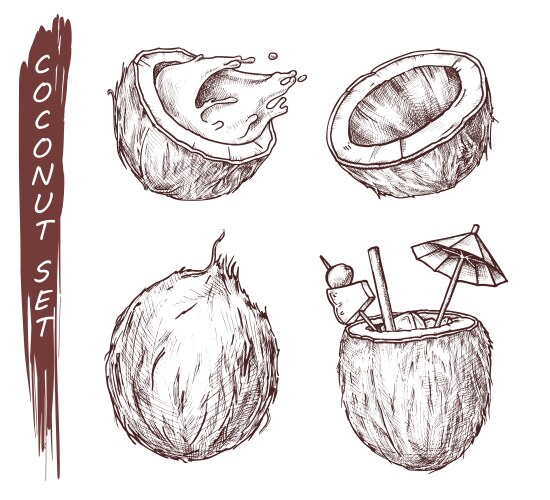 Coconut Milk Sketch Vector Images (over 710)