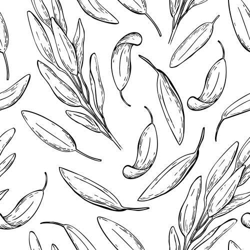 Sage drawing set isolated plant Royalty Free Vector Image