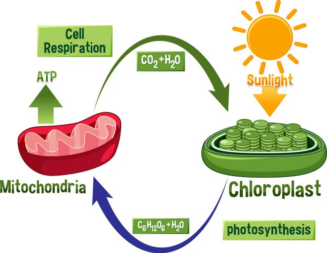 Diagram of photosynthesis for biology and life Vector Image