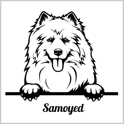 Samoyed Vector Images (over 440)