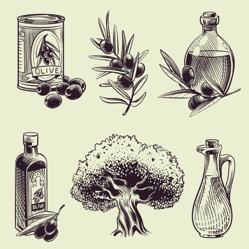 Olive Oil Bottles & Branches – Royalty-Free Vector | VectorStock
