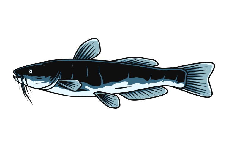 Catfish Royalty Free Vector Image - VectorStock