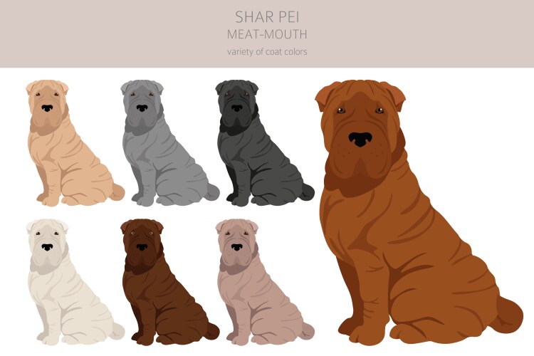 Shar pei bear coat clipart different poses Vector Image