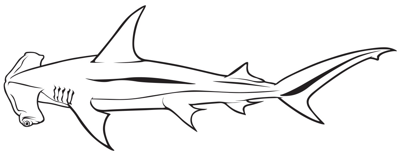 Shark Outline Vector Images (over 7,600)