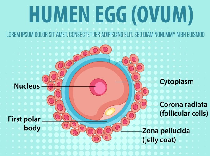 Egg cell structure diagram medical science Vector Image