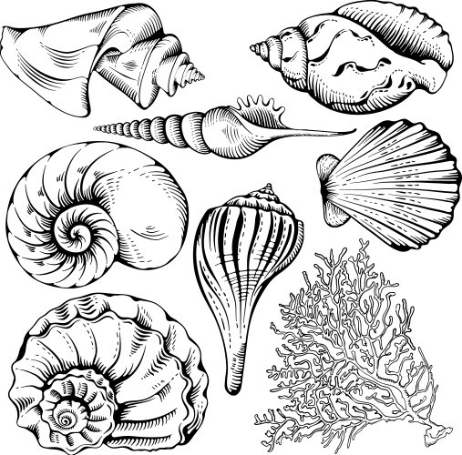 Hand drawing seashell set Royalty Free Vector Image