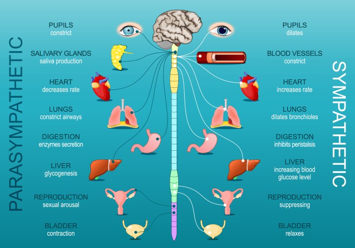 Saliva Vector Images (over 2,300)