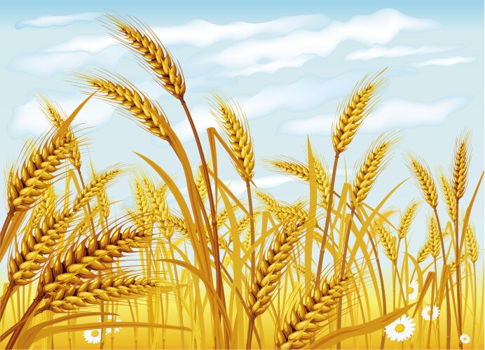 Wheat Vector Images (over 130,000)