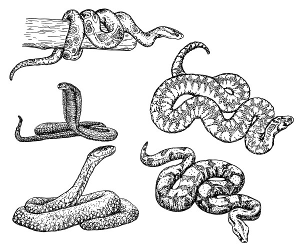 Snake Outline Vector Images (over 8,100)