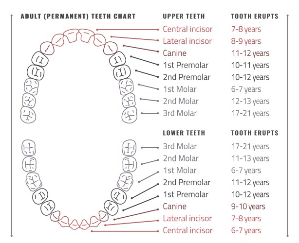 Tooth chart human teeth Royalty Free Vector Image