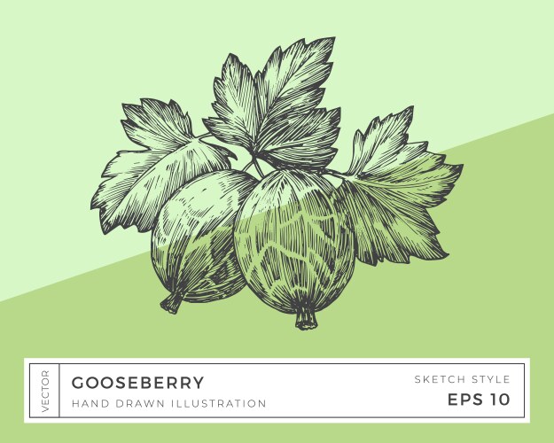 Hand drawing of gooseberry fresh Royalty Free Vector Image